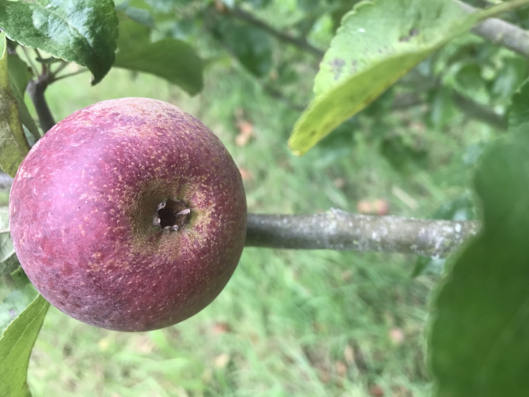 Kingston Black To Keeving – Why Gabe’s Cider Guide is the apple of my ...