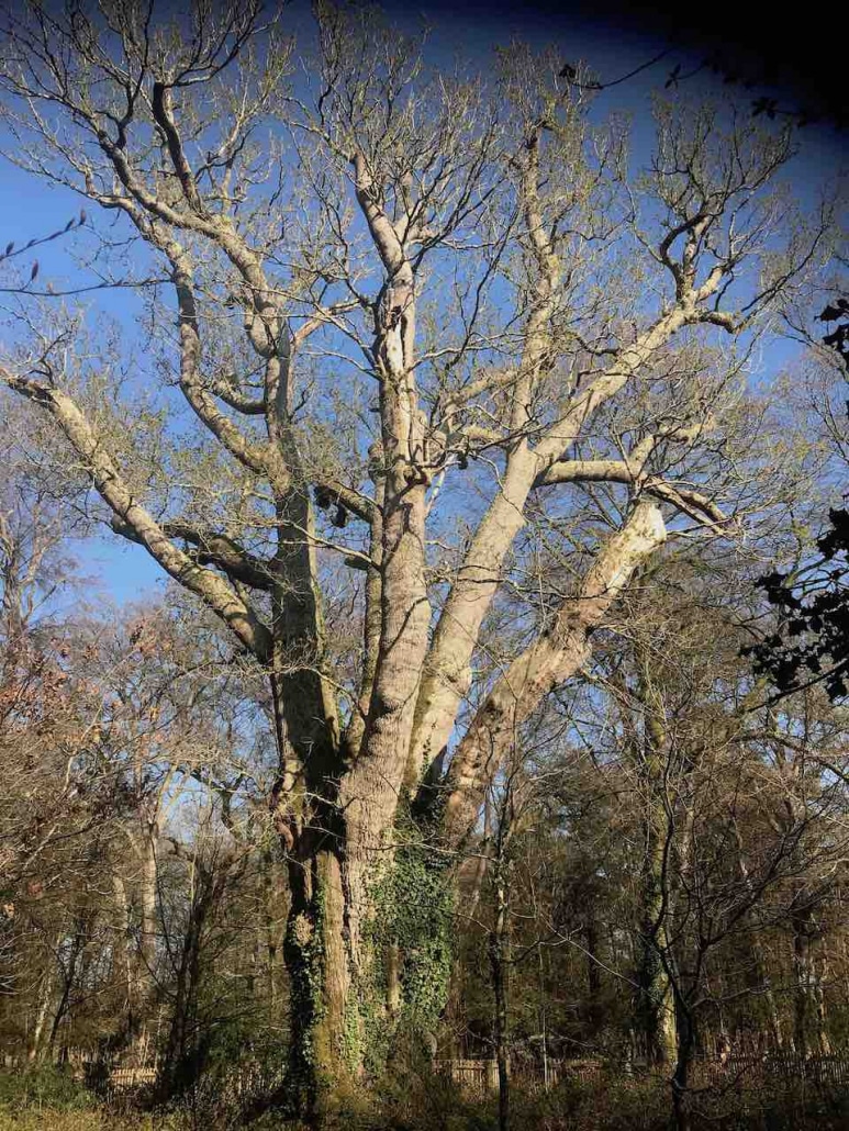 Pannage your porcine assets! Why I’m hog-tied to Hampshire’s ancient ...