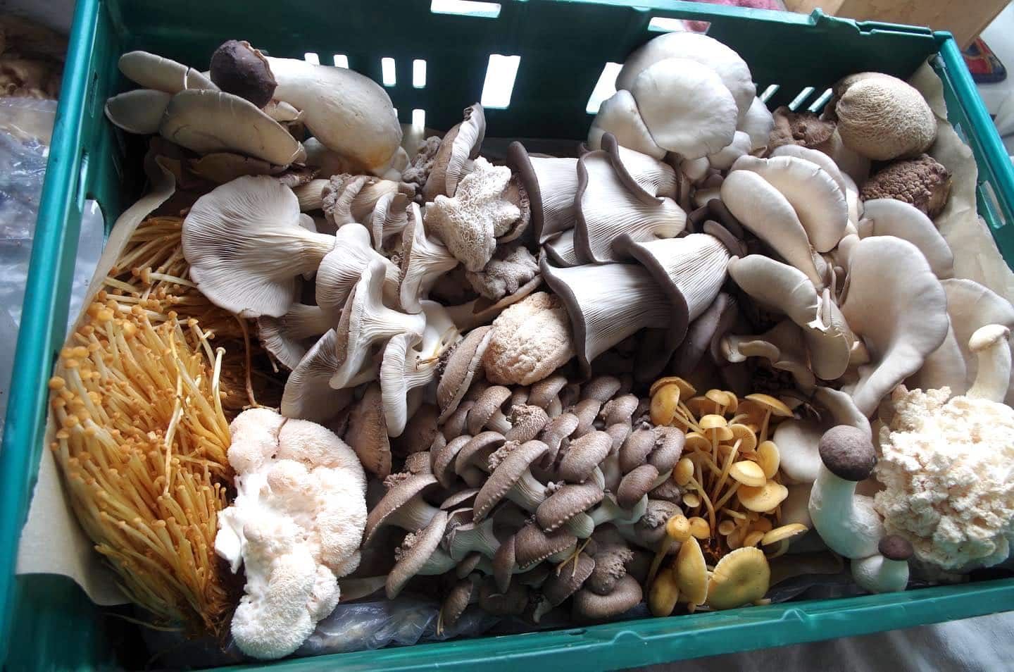 Polyspore: I came on a mushroom quest and stumbled upon the beetles as ...