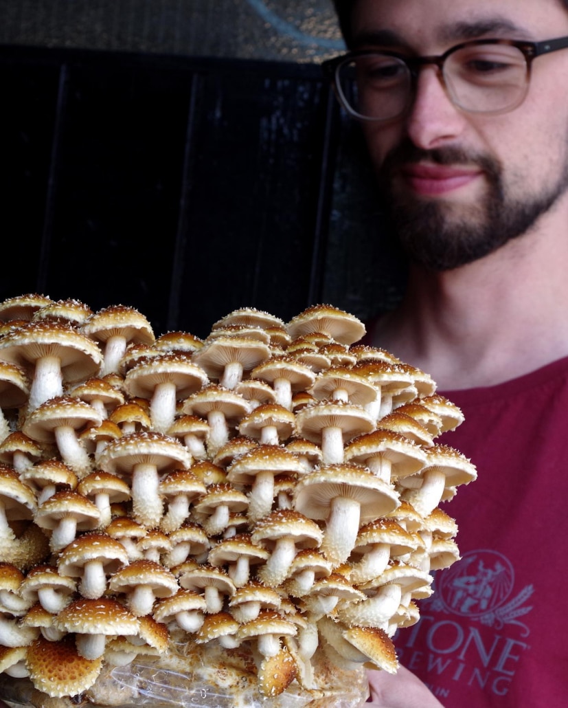 Polyspore: I came on a mushroom quest and stumbled upon the beetles as ...