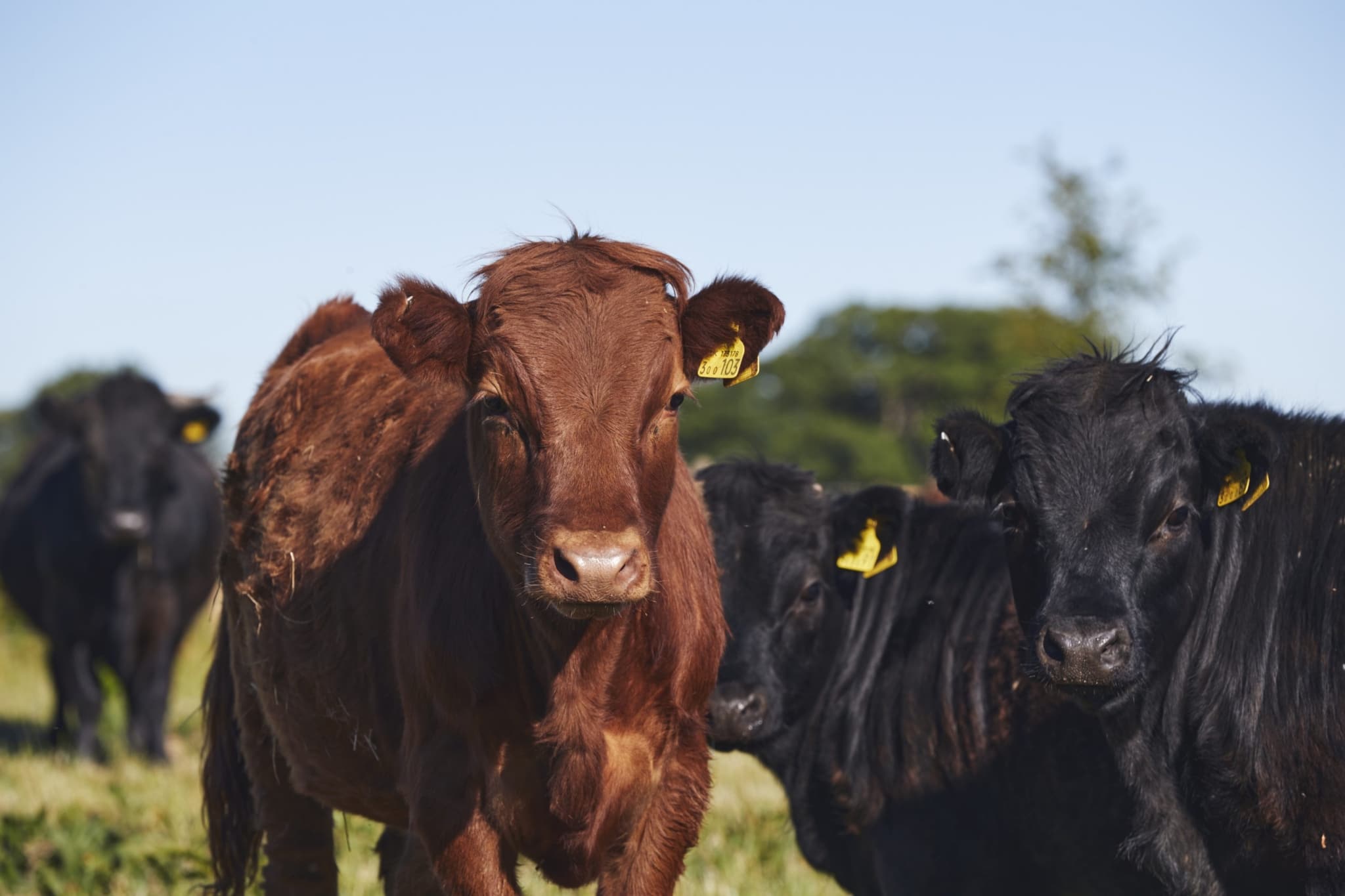 Farmer Jane’s herd instincts are spot on… just don’t mention Apocalypse ...